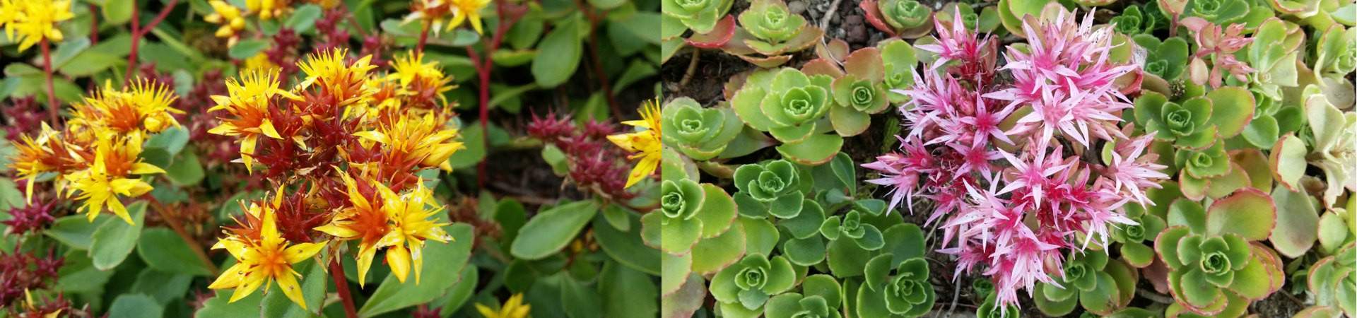 Sedum-Slider-1-of-3-Landtech-Soils - Landtech Soils