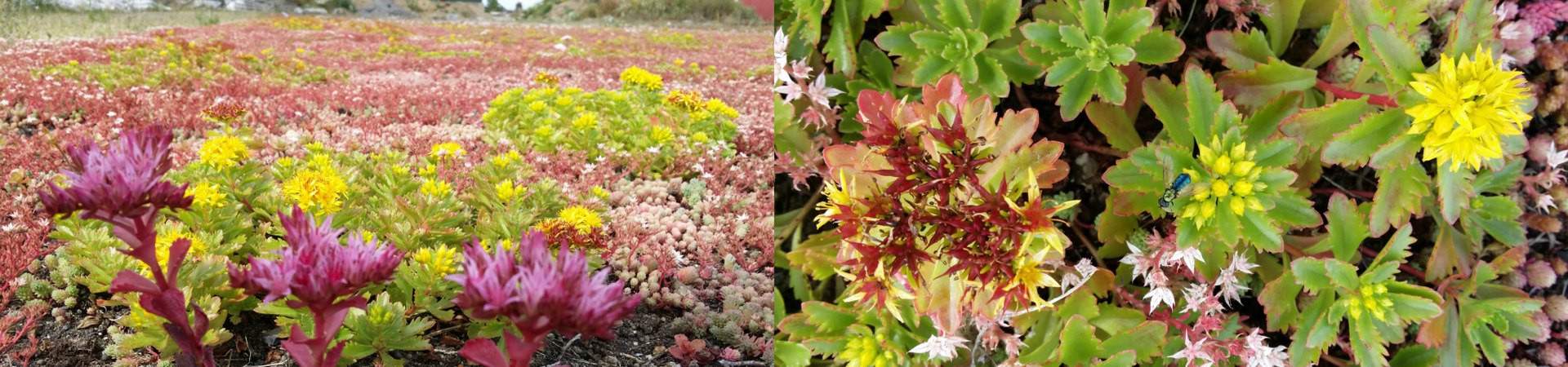 Sedum-Slider-2-of-3-Landtech-Soils - Landtech Soils