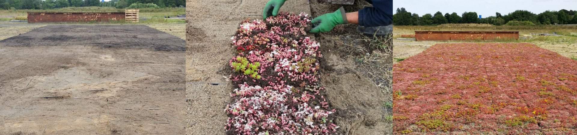 Sedum-Slider-3-of-3-Landtech-Soils - Landtech Soils